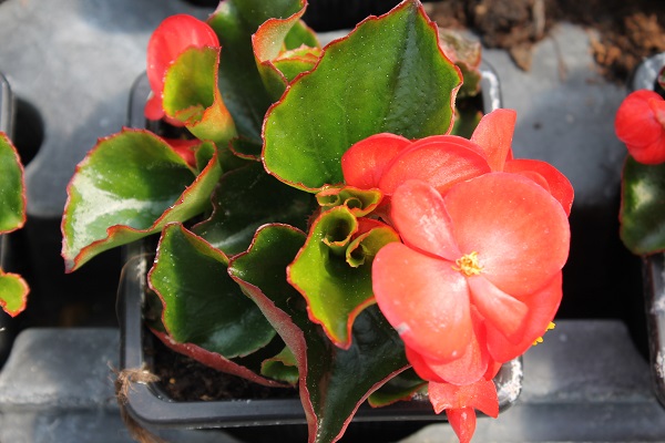 Bégonia rouge – Denu Maraicher Horticulteur